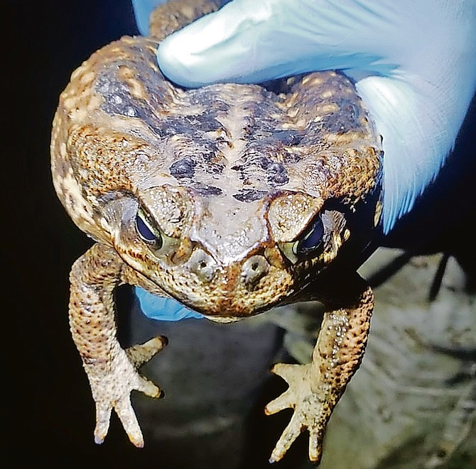 Cane Toads Are Back – And On The Move - Total House Care Bahamas